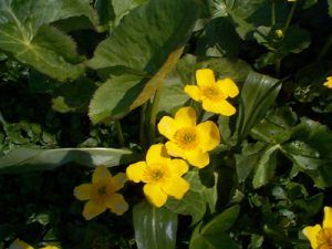 Buy Merebrook Pond Plants Greater Marsh Marigold Mass of lush serrated ...