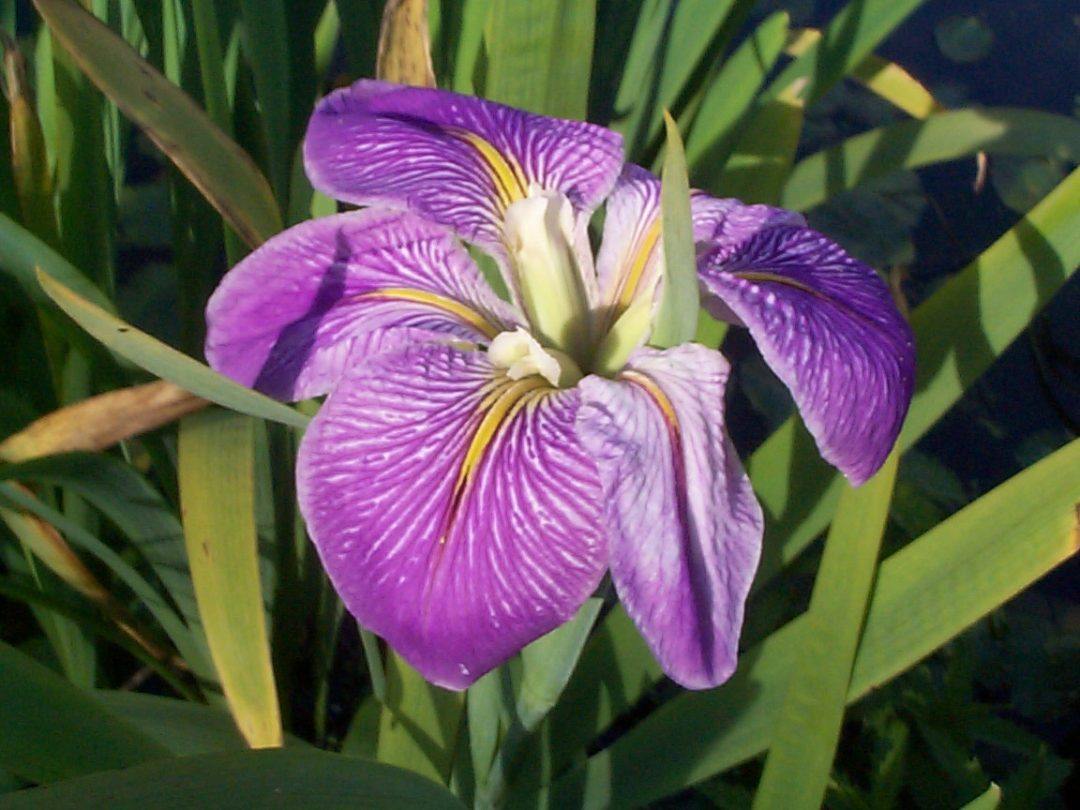 Buy Merebrook Pond Plants With fabulous large blowsy purply pink and ...