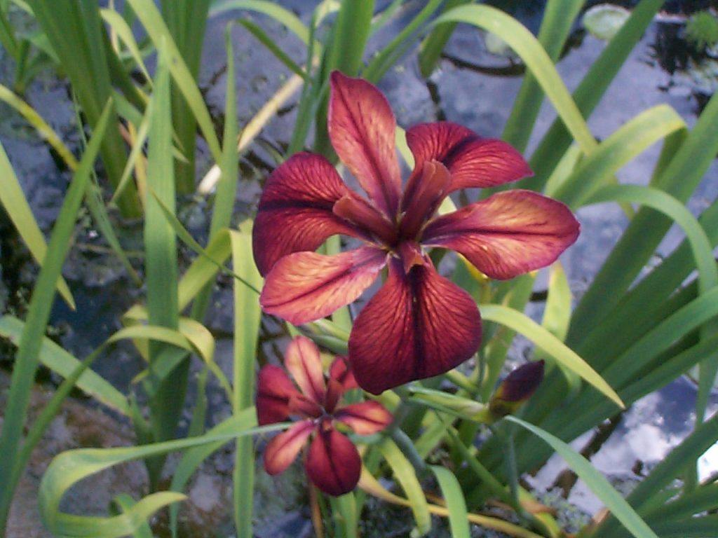 Buy Merebrook Pond Plants Beautiful and unusual russet flowers and ...