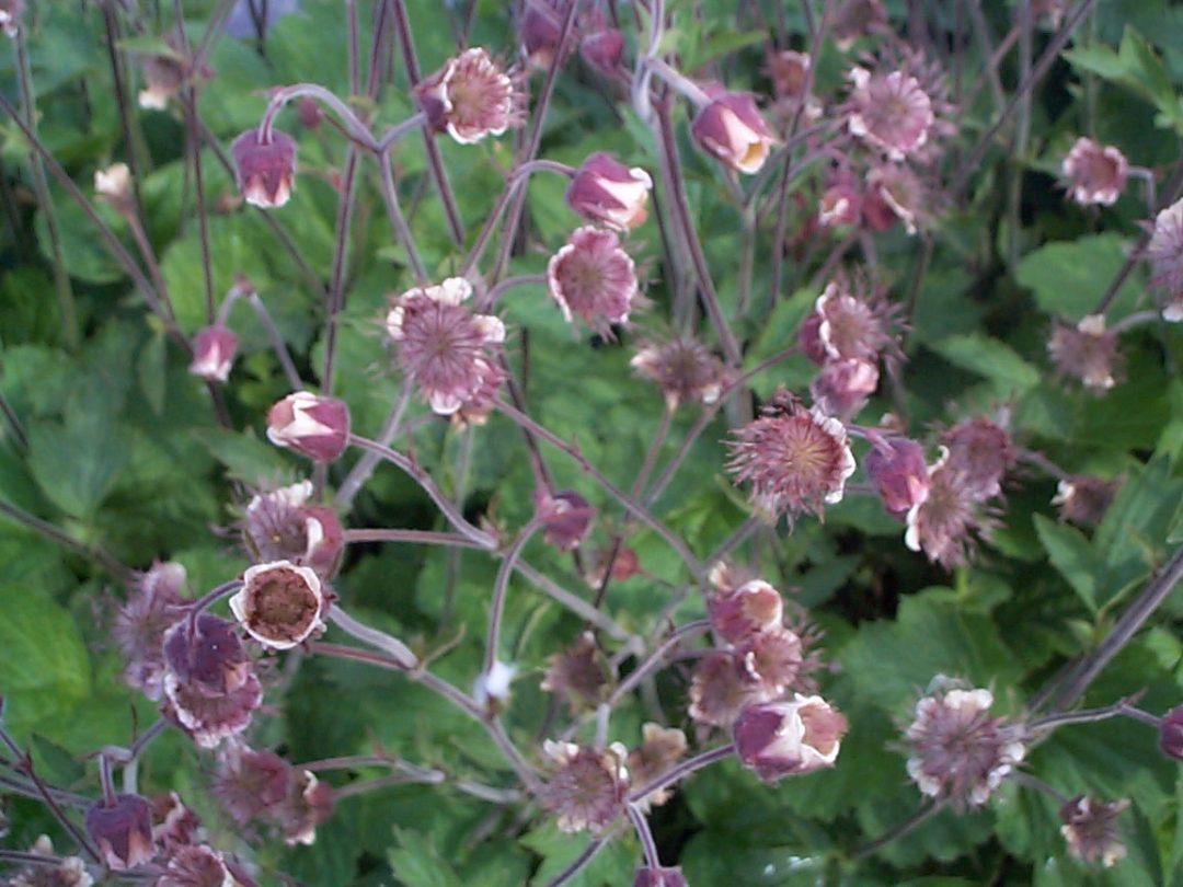 Buy Merebrook Pond Plants Water Avens Delightful and delicate bell ...