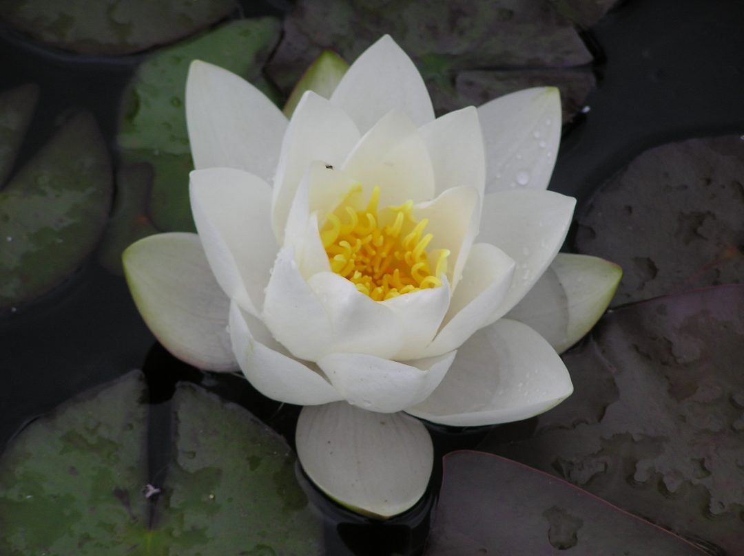 Buy Merebrook Pond Plants Vigorous native white water lily, best suited ...
