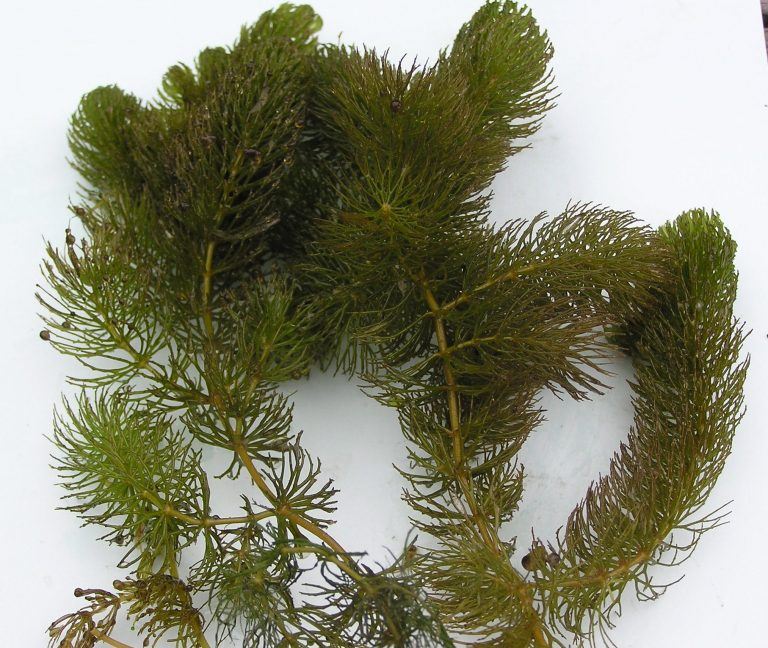 Buy Merebrook Pond Plants Hornwort The best native oxygenator. Provides ...