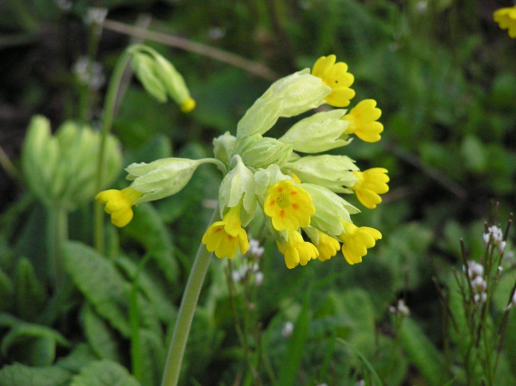 Buy Merebrook Pond Plants Cowslip This very British cousin of the ...