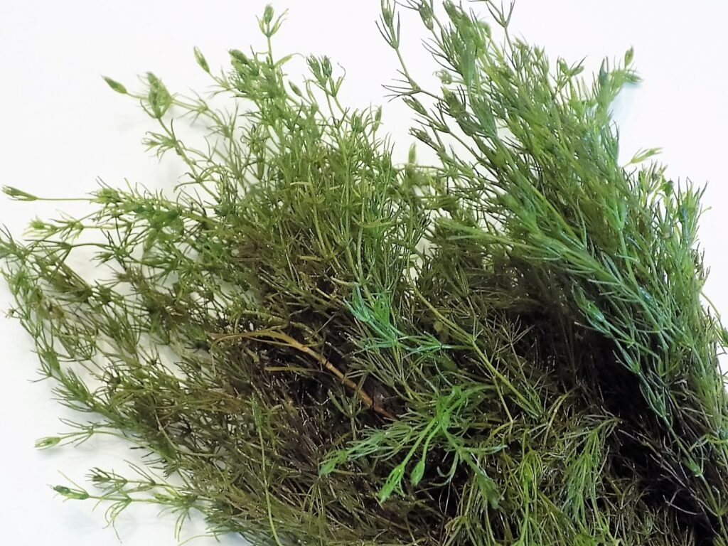 Buy Merebrook Pond Plants Willow moss This wonderful native evergreen ...
