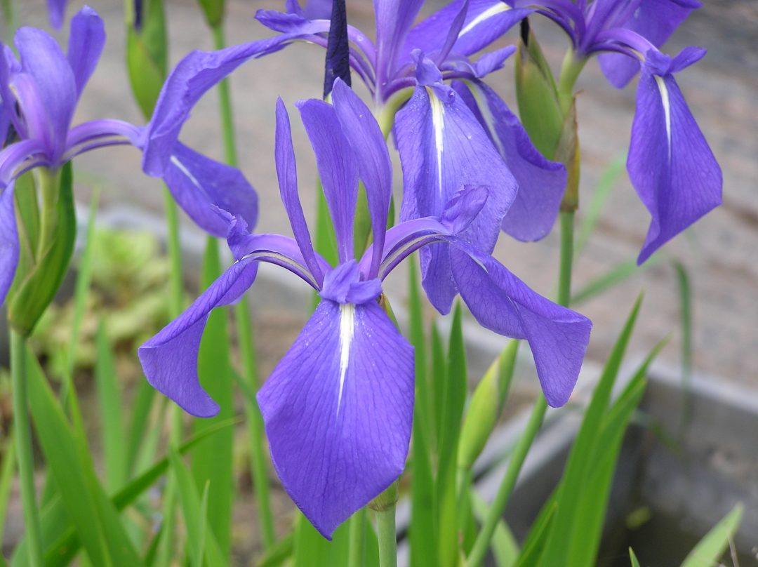 Buy Merebrook Pond Plants A true water iris, beautiful blue flowers and ...