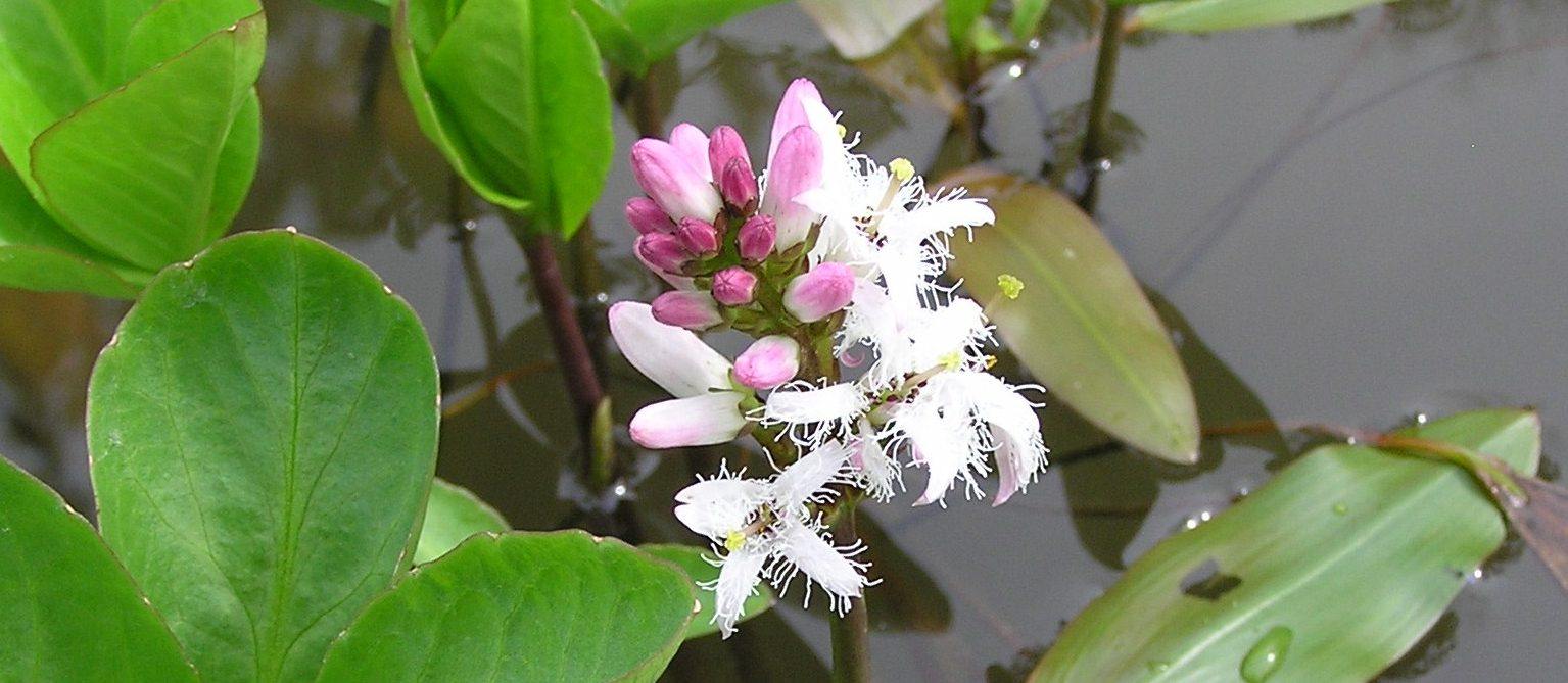 Menyanthes trifoliata marginal perfection - Merebrook Pond Plants