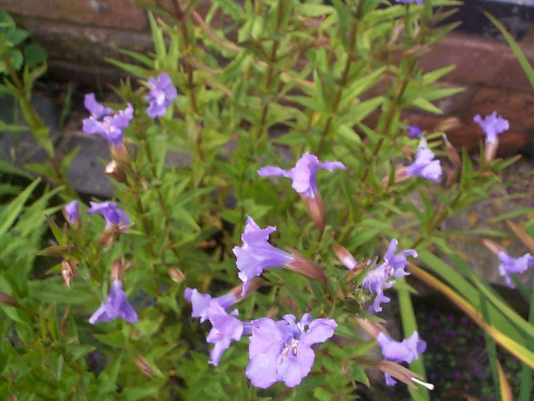 Buy Merebrook Pond Plants Monkey flower Very pretty tiny pale lilac ...