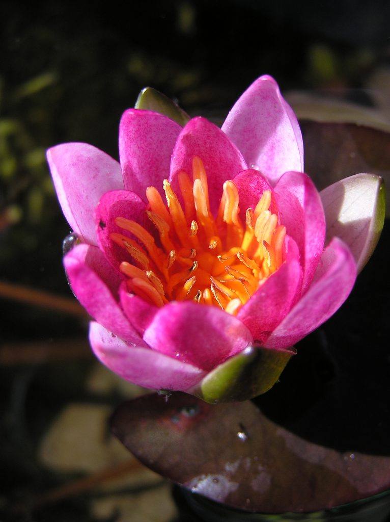 Buy Merebrook Pond Plants Produces carmine red flowers like rubies ...