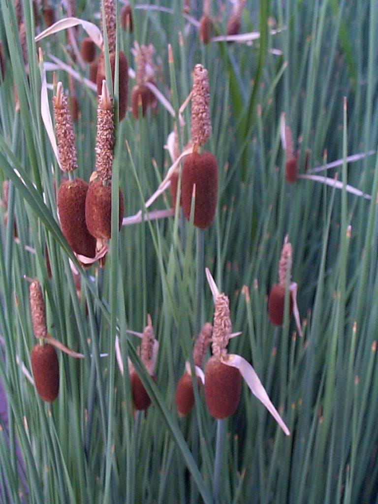 Buy Merebrook Pond Plants Dwarf Japanese bull rush Very delicate ...