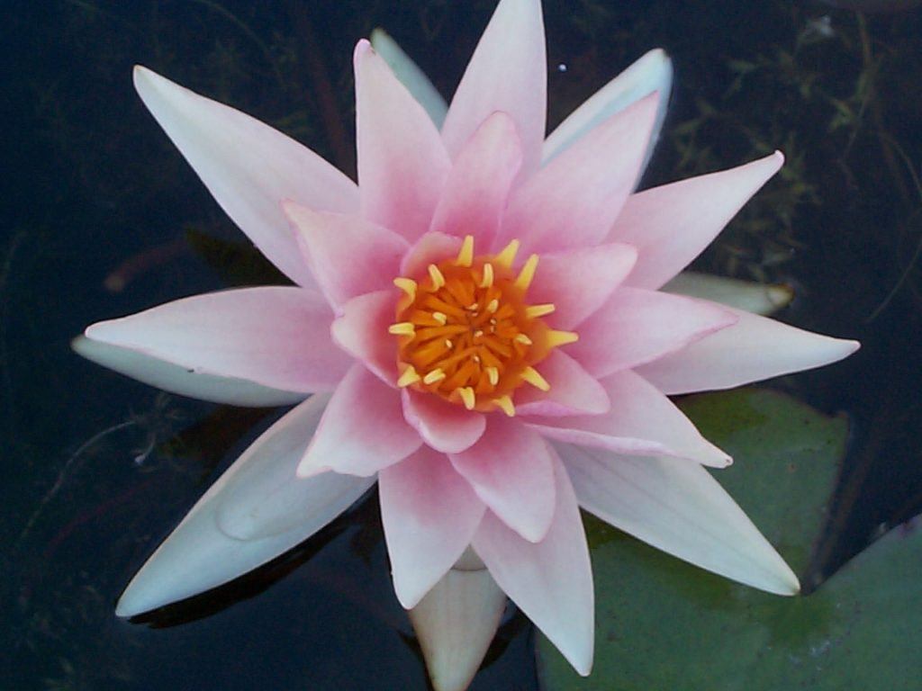 Buy Merebrook Pond Plants Star-shaped water lily flowers with large ...