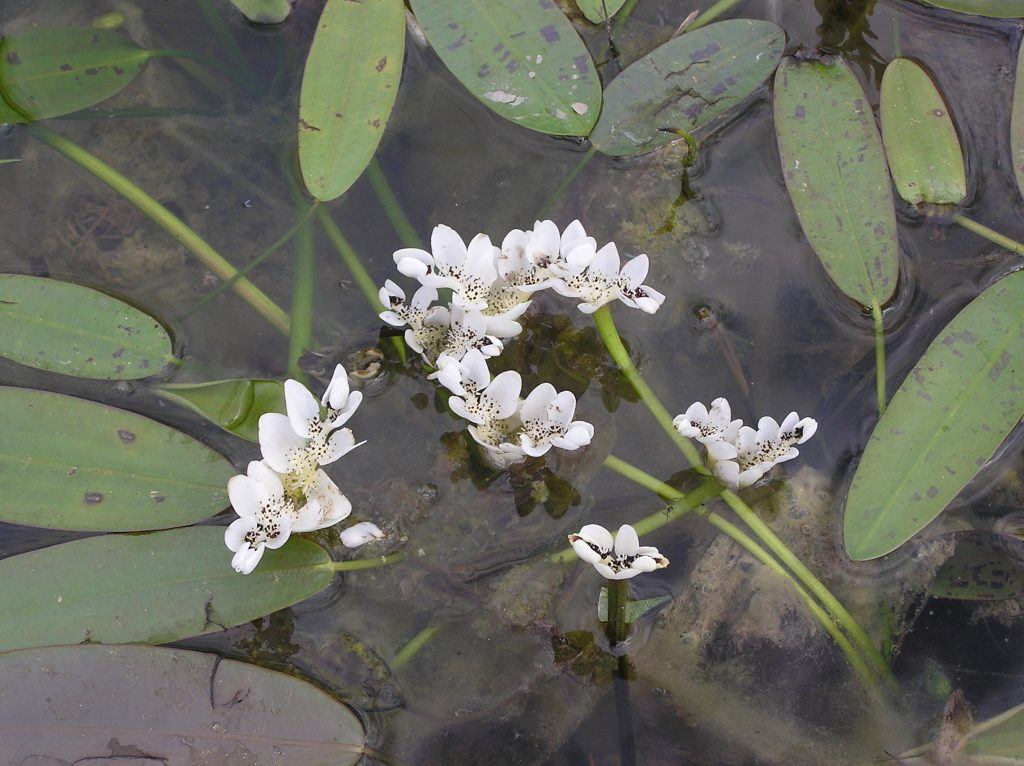 Deep-Water Pond Plants UK | Hardy Aquatic Plants for Ponds