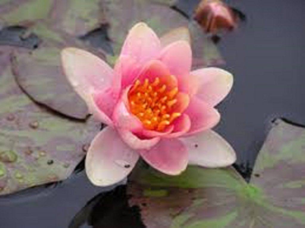 Buy Merebrook Pond Plants Small water lily with the widest colour range ...