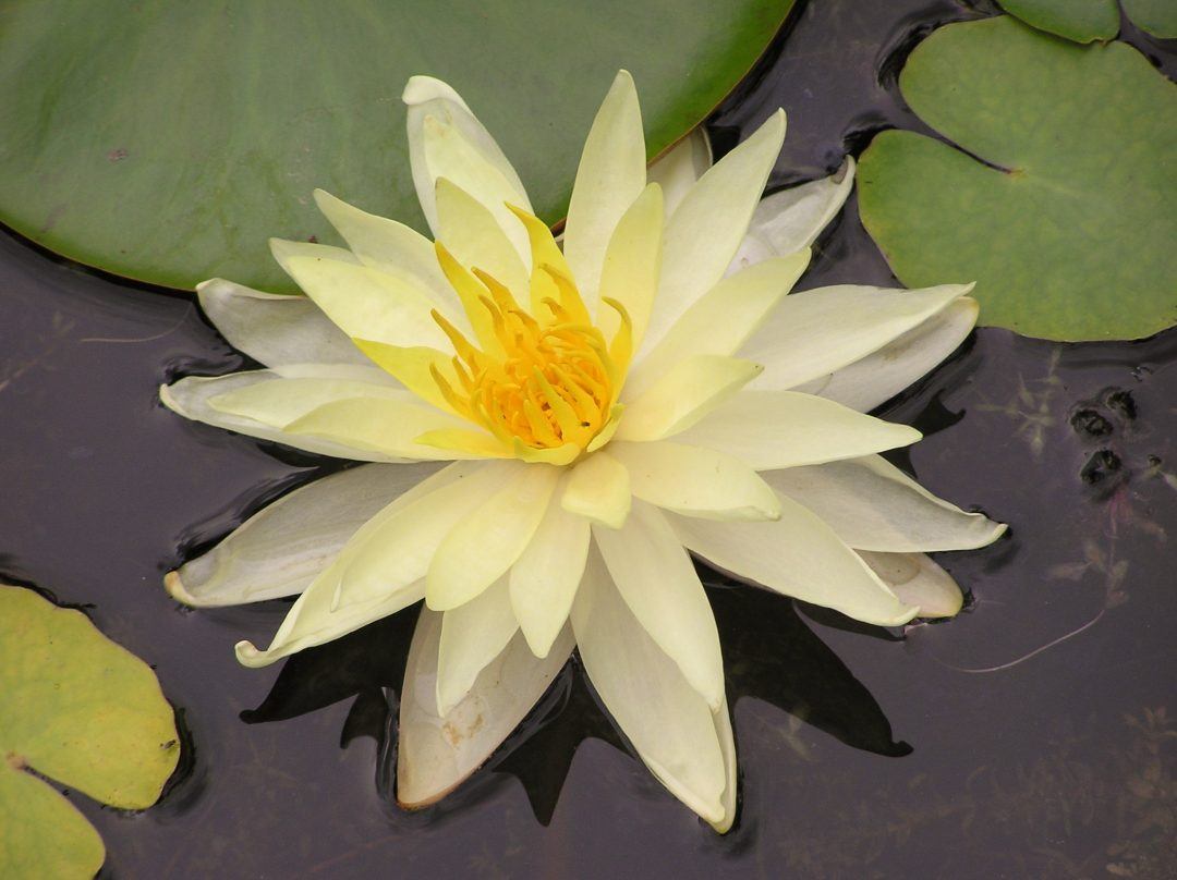 Buy Merebrook Pond Plants Large canary-yellow flowers with a blush of ...