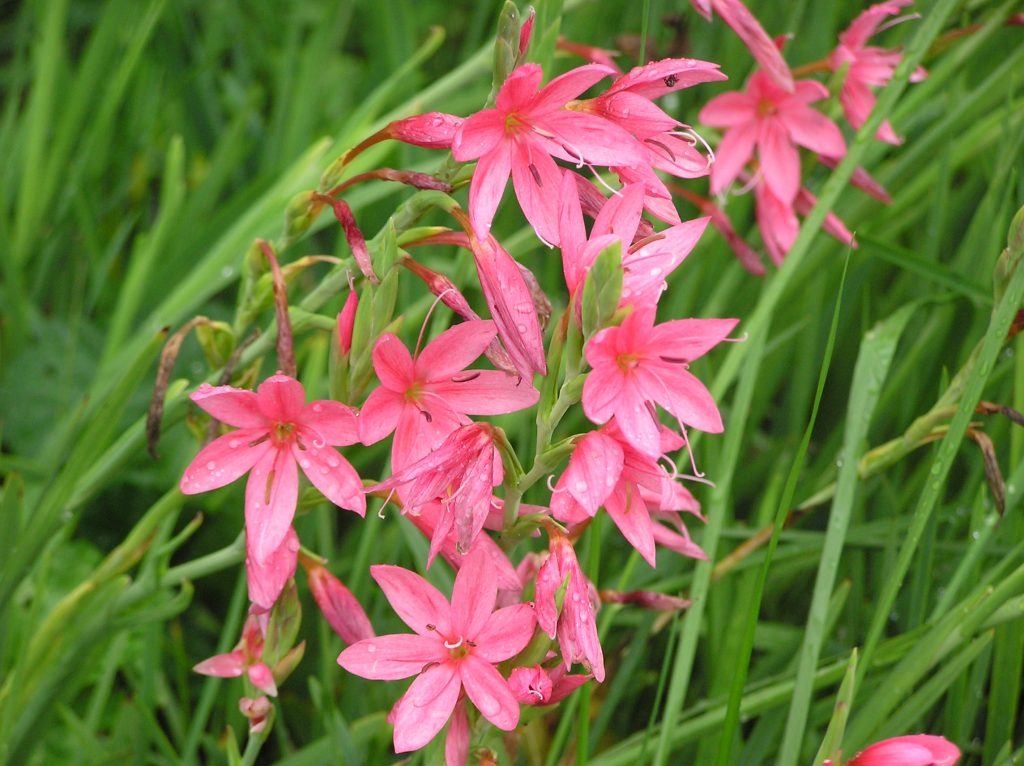 Buy Merebrook Pond Plants Brilliant for Autumn colour with beautiful ...