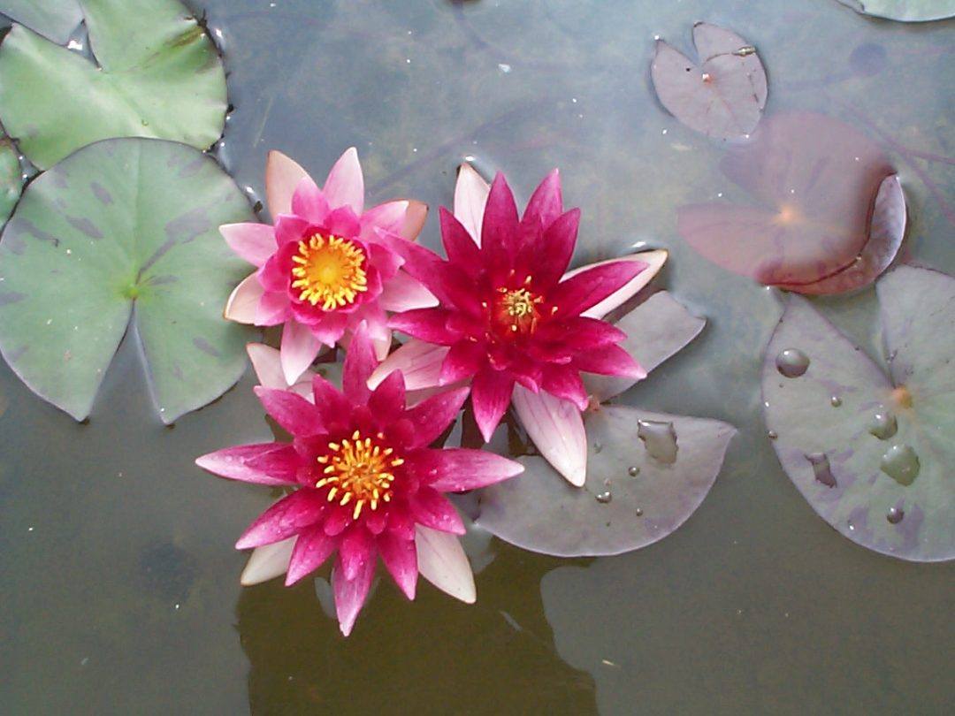 Top ten tips for helping your water lilies to thrive - Merebrook Pond ...