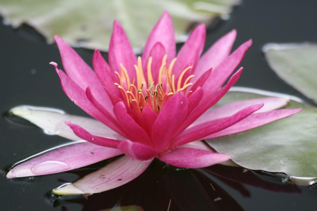 Buy Merebrook Pond Plants Unusual waterlily with star-shaped flowers ...