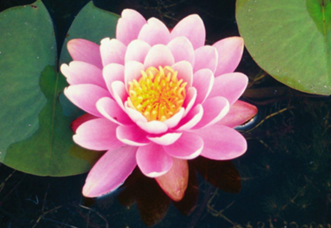 Buy Merebrook Pond Plants Delightful and striking water lily with ...