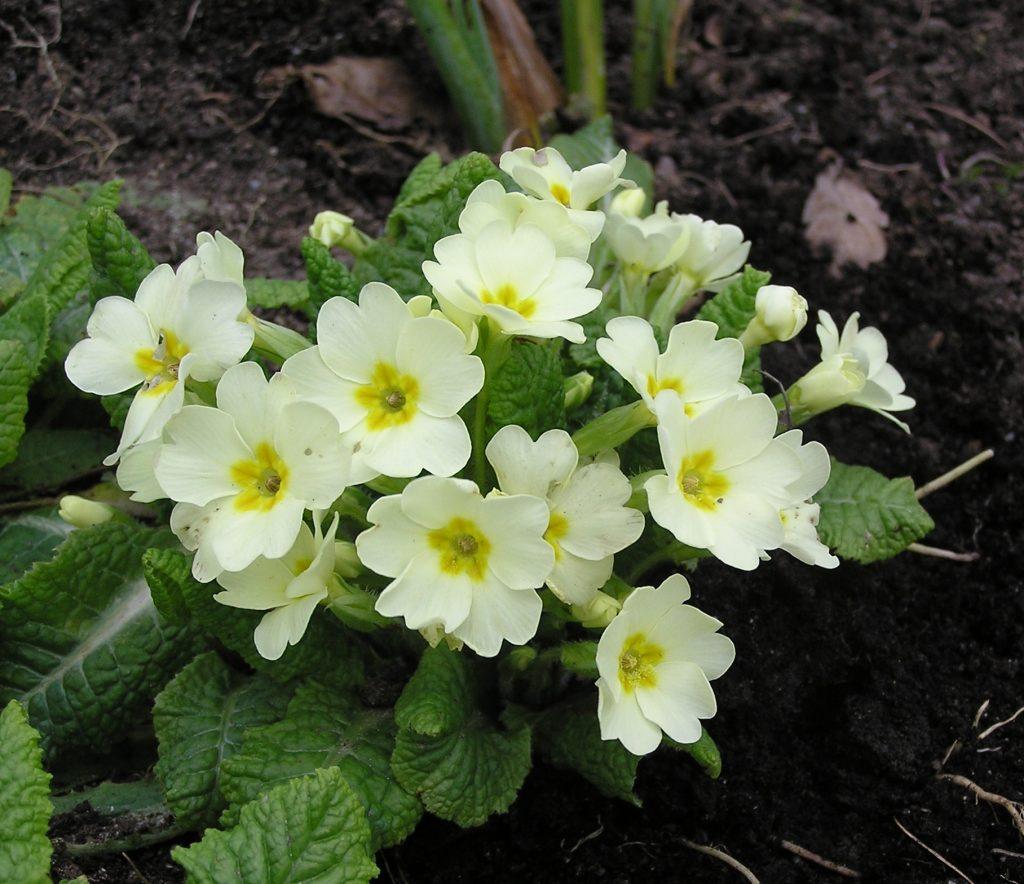 Buy Merebrook Pond Plants Our native primrose is one of the nation's ...