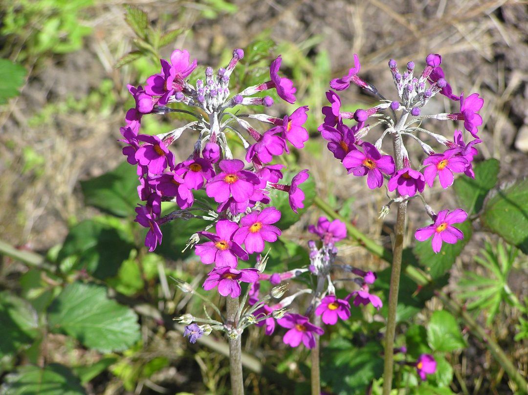 A place for everything - Creating a planting plan for your pond