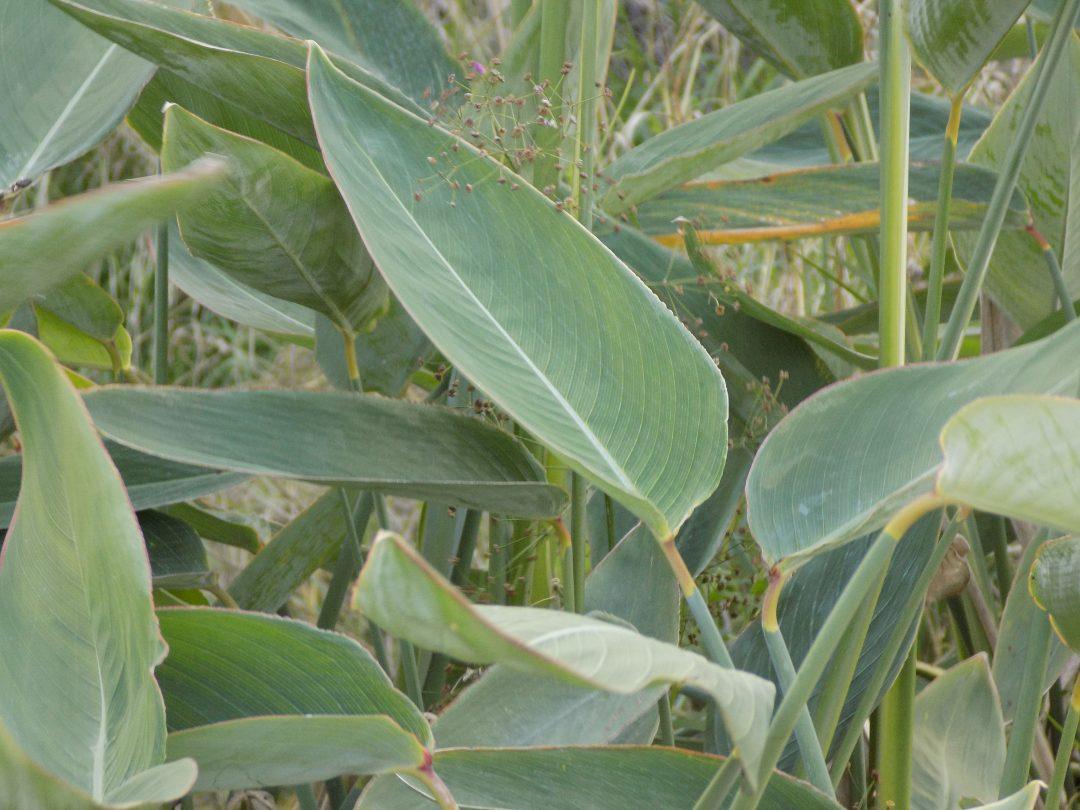 Buy Merebrook Pond Plants Hardy canna Fabulous large, elegant, sage ...