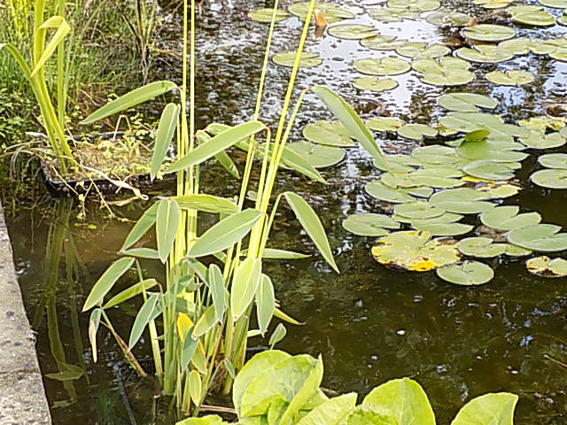 Thalia dealbata - Merebrook Pond Plants