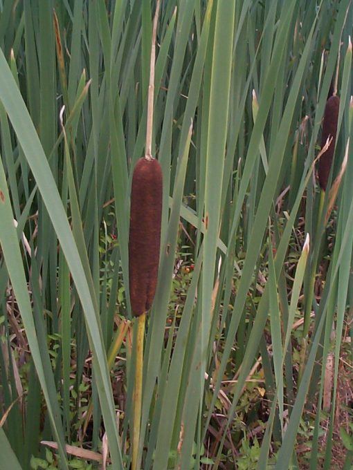 Typha angustifolia (bull rush) - Merebrook Pond Plants