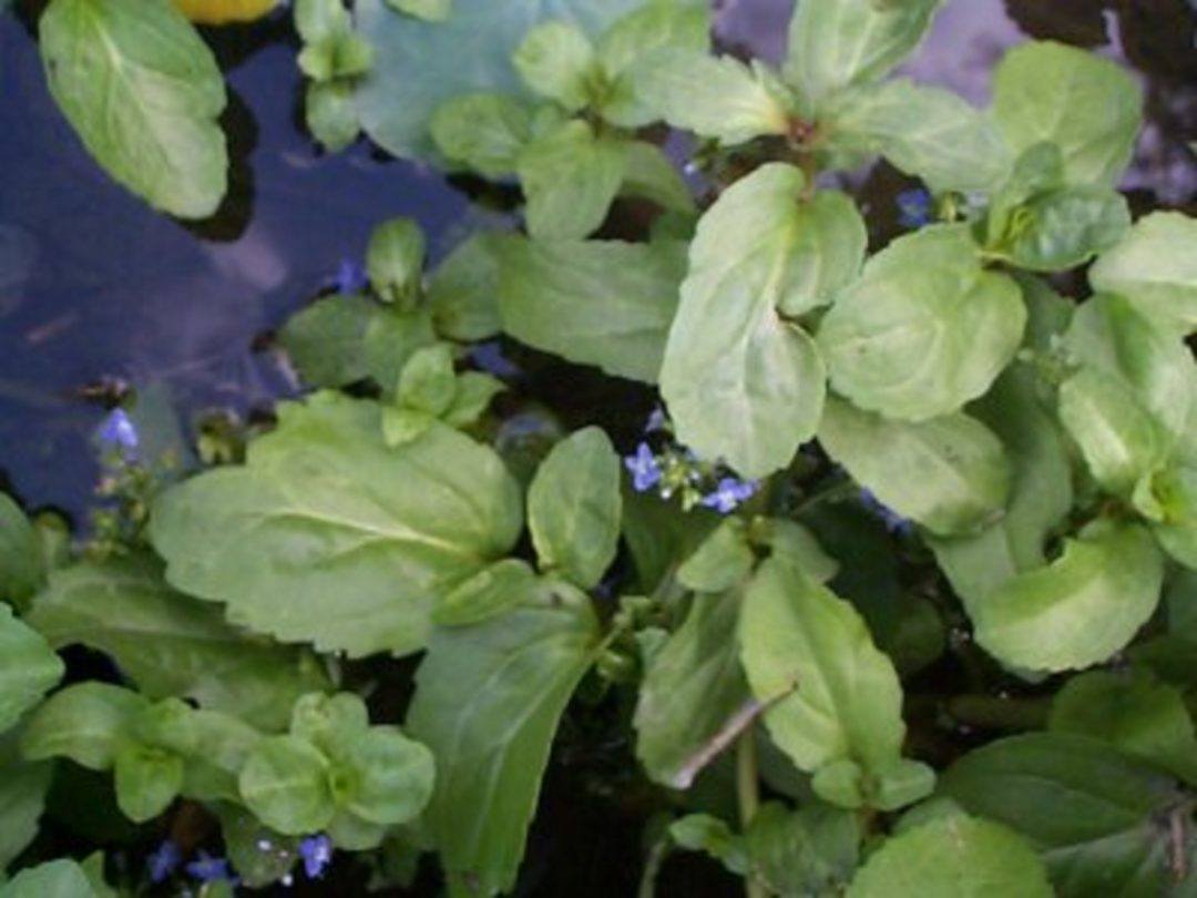 Buy Merebrook Pond Plants Brooklime Tiny bright blue flowers grow amid ...