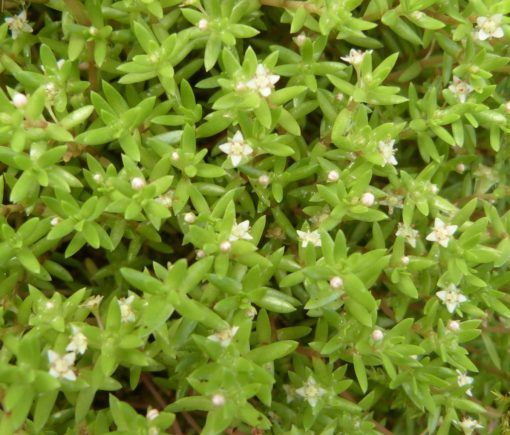Invaders to avoid - Banned invasive plants - Merebrook Pond Plants