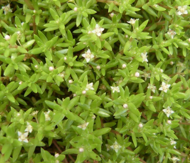 Invaders to avoid - Banned invasive plants - Merebrook Pond Plants