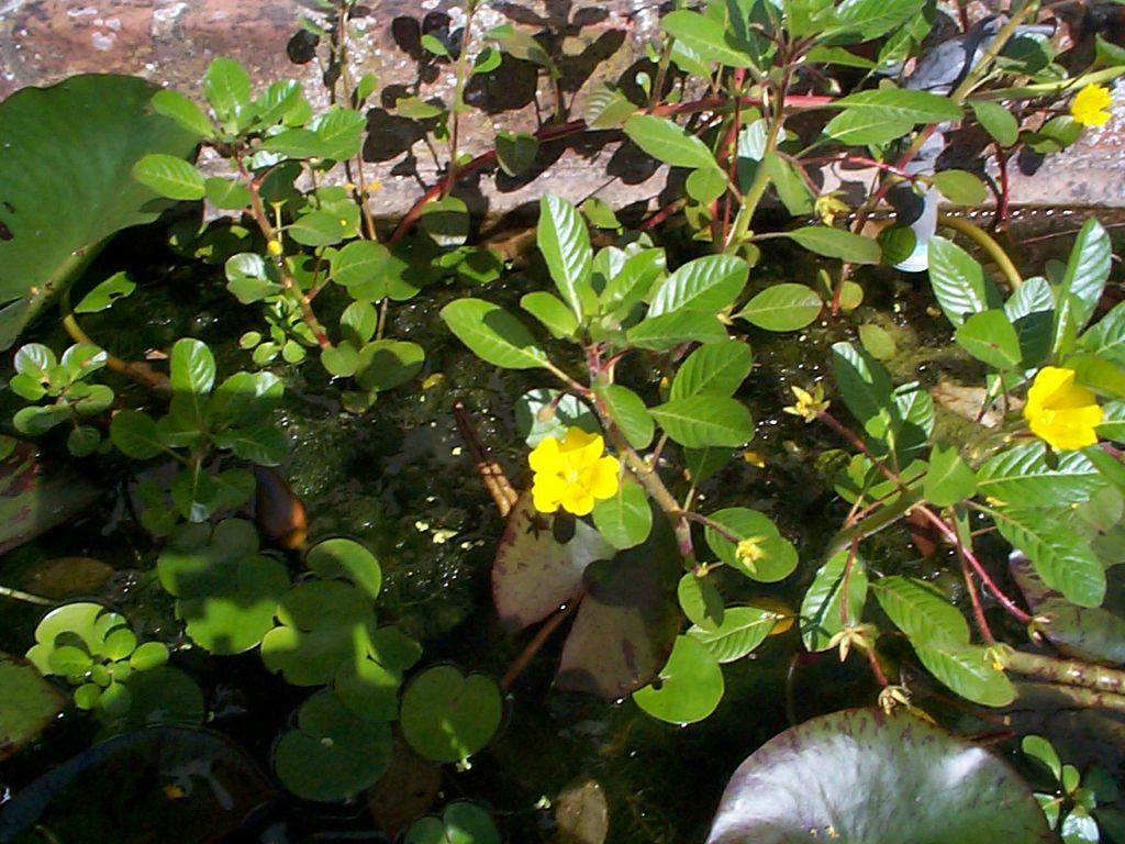 Invaders to avoid - Banned invasive plants - Merebrook Pond Plants
