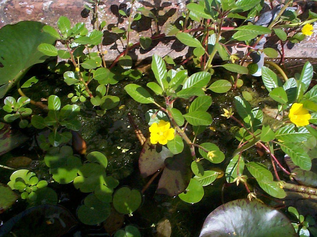 Ludwigia Grandiflorawaterprimroseinvasivenon Nativemerebrookpondplants Merebrook Pond Plants